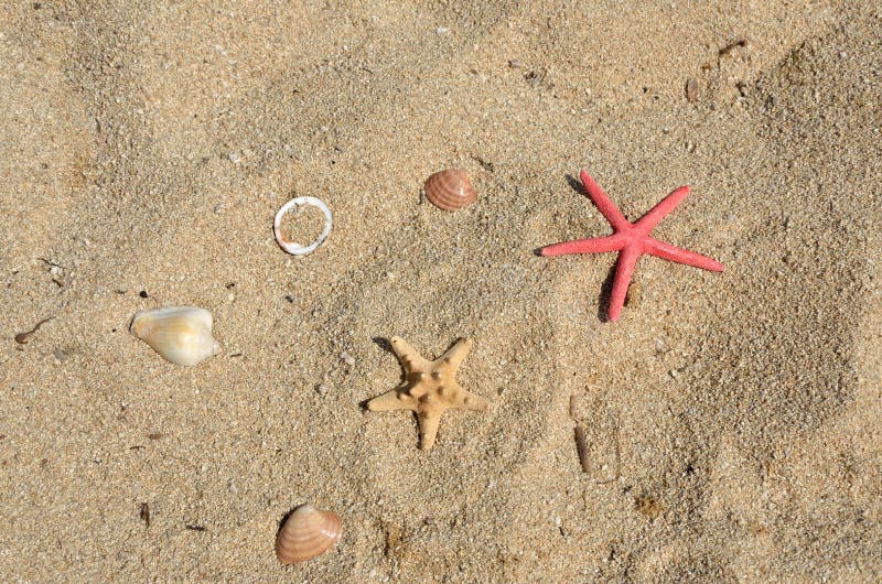Sea star and shells stock image. Image of life, environment - 108152711