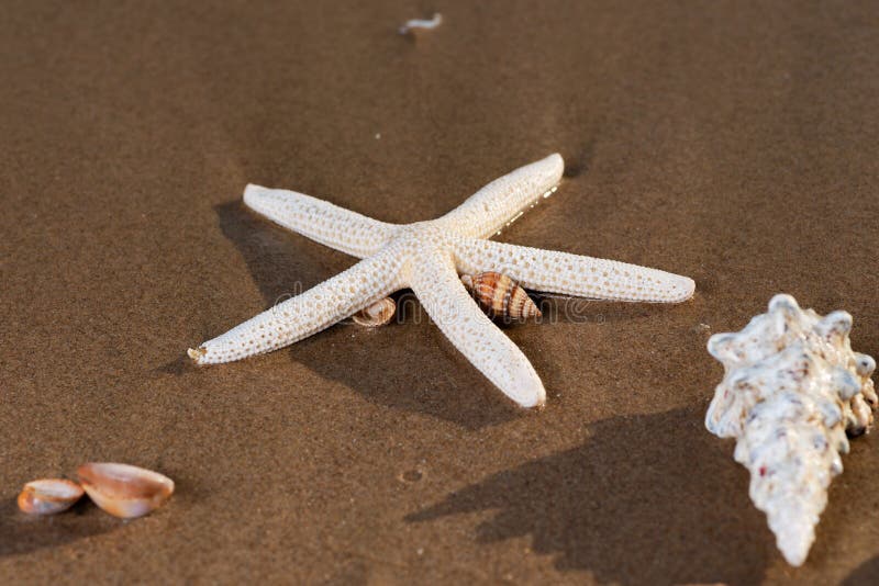 Sea Stars and Sea Shells on Wet Sand on the Beach at Sunrise Stock ...