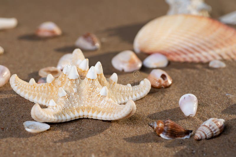 Sea Stars and Sea Shells on Wet Sand on the Beach at Sunrise Stock ...