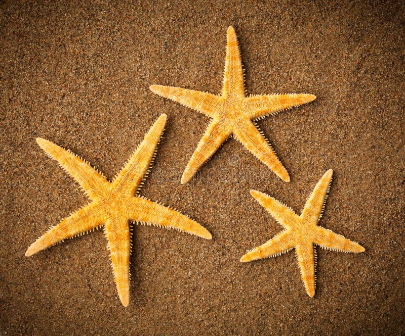 Sea Stars or Starfishes on the Beach Stock Photo - Image of holiday ...