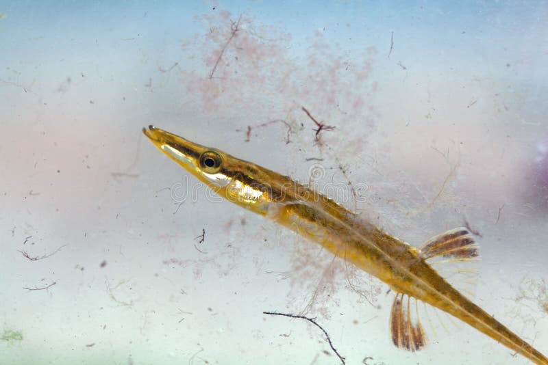 Sea Stickleback, Spinachia Spinachia Stock Photo - Image of wild, salt ...