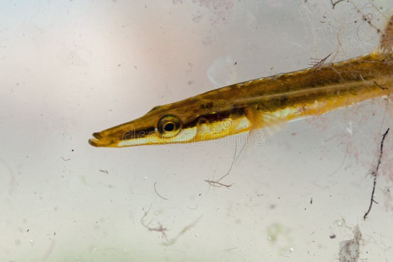 Sea Stickleback, Spinachia Spinachia Stock Image - Image of species ...