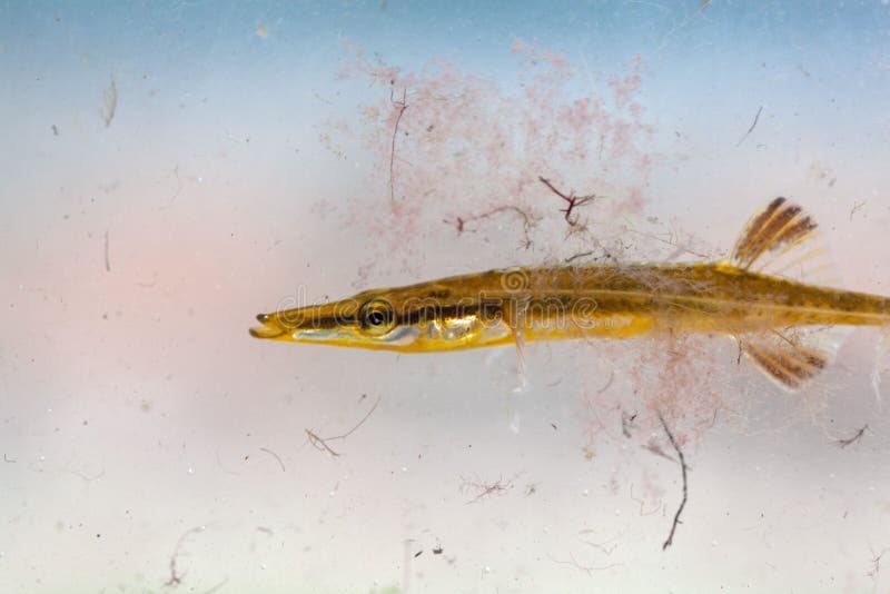 Sea Stickleback, Spinachia Spinachia Stock Image - Image of nature ...