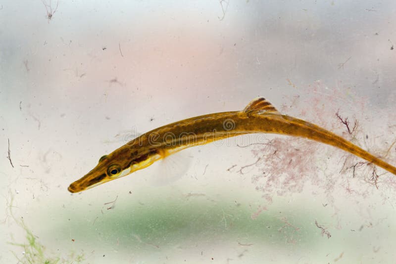 Sea Stickleback, Spinachia Spinachia Stock Photo - Image of small, salt ...