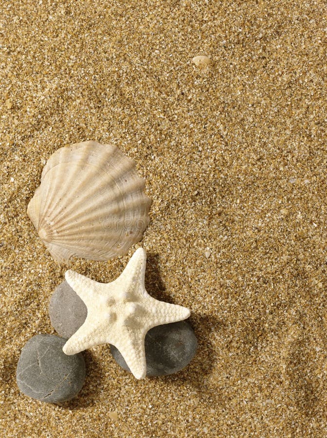 Caribbean Beach Sand with Sea Shells and Starfish Stock Photo - Image ...