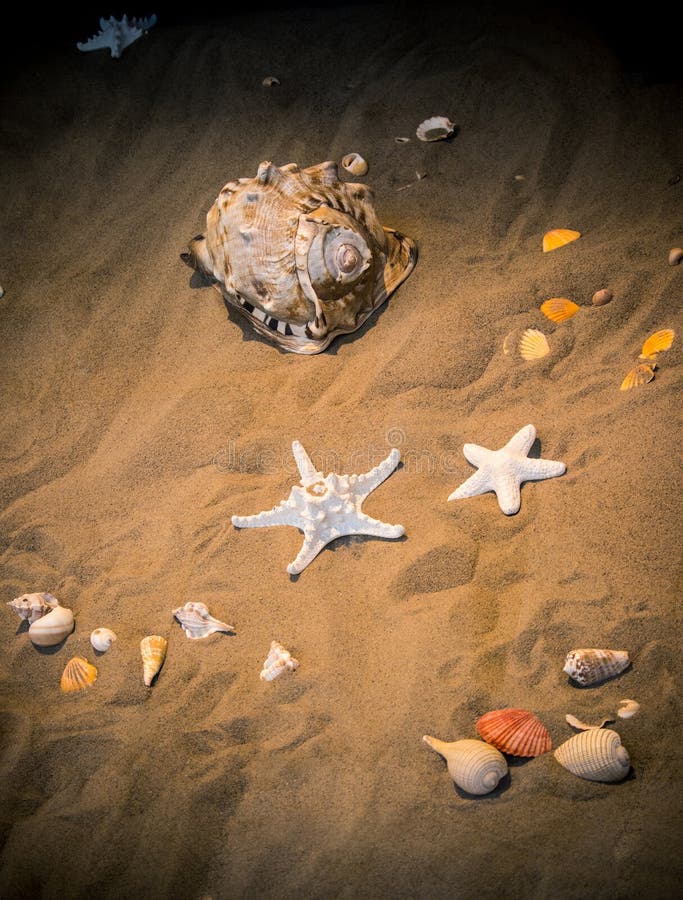 Sea still-life stock image. Image of decoration, dipper - 55525059