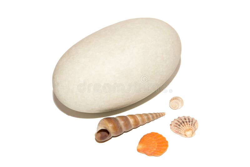 Four Shells with Ridges in a Pile. Stock Photo - Image of piled, shells ...