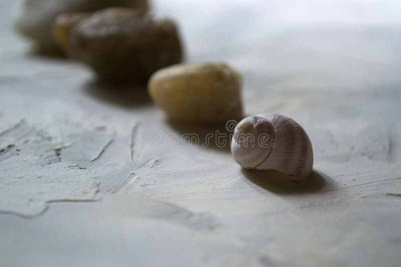 Sea Stones and Shell, Close Up. Stock Photo - Image of isolated, animal ...