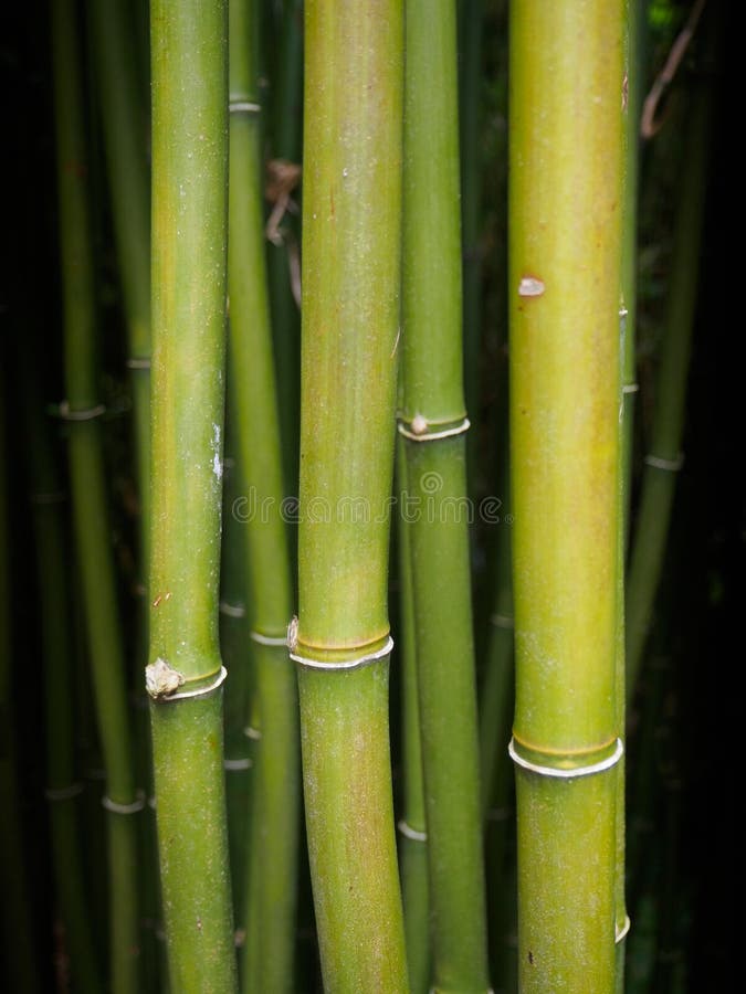 Vertical Bamboo Stems stock image. Image of fresh, sturdy - 125460743