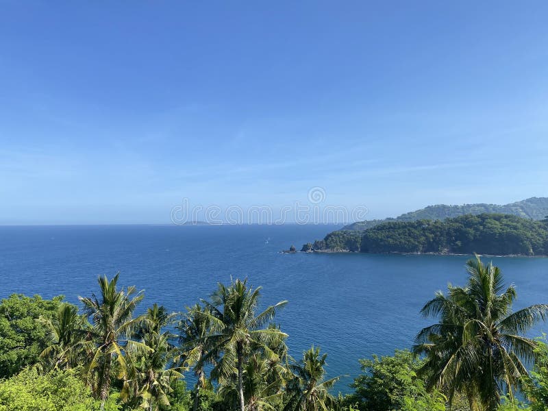 Treessinthesea stock image. Image of coast, tree, cove - 265644479