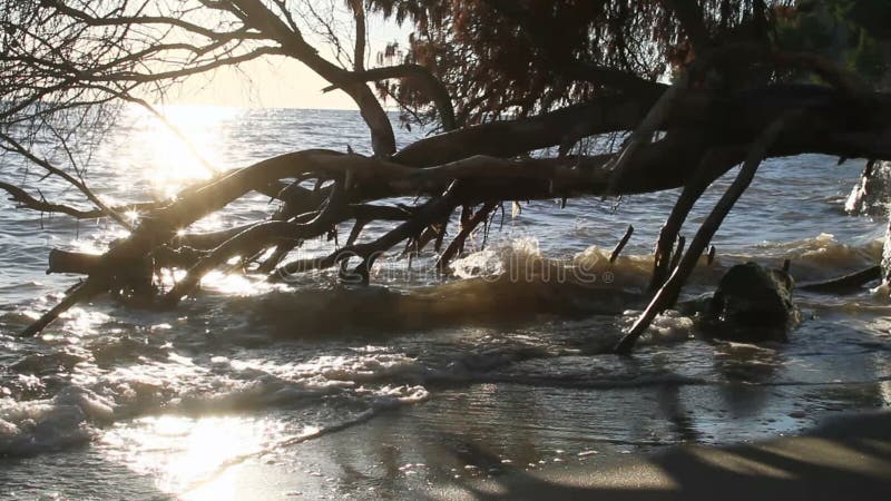 Sea Sunset Death Tree Landscape Stock Footage - Video of blue, alone ...