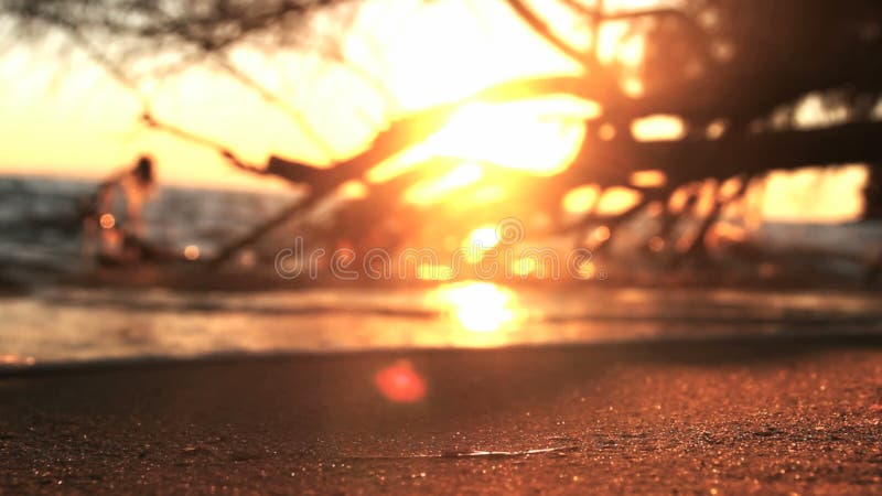 Sea Sunset Death Tree Landscape Stock Footage - Video of coast, sunset ...