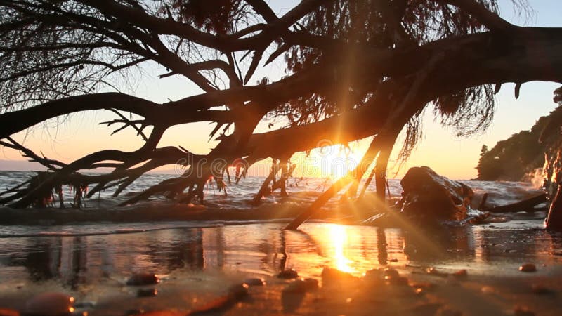 Sea Sunset Death Tree Landscape Stock Footage - Video of coast, summer ...