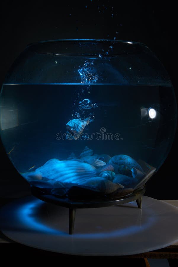 Sea Surf Seashells Underwater Splashing Water Stock Photo - Image of ...