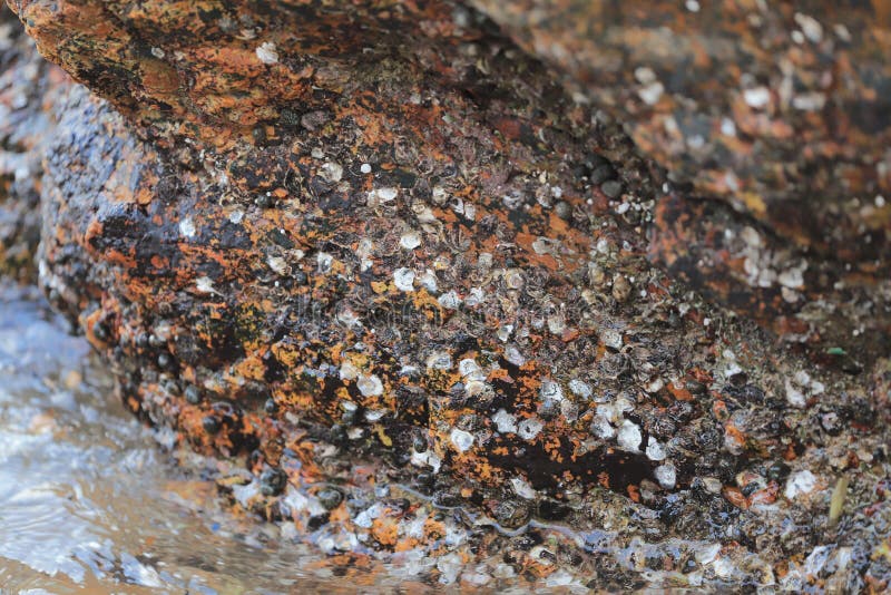 A Sea Surface, Rocks on the Beach Stock Image - Image of texture ...
