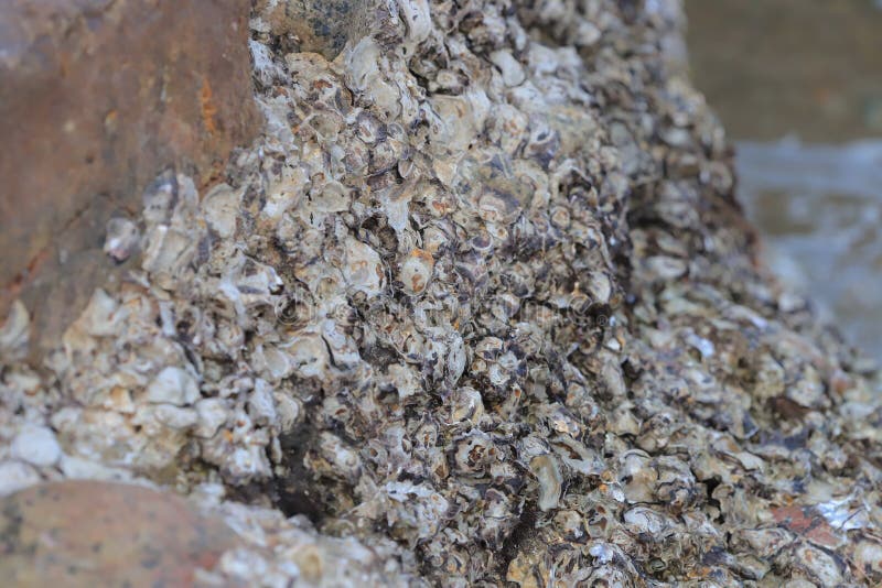A Sea Surface, Rocks on the Beach Stock Photo - Image of wave, texture ...