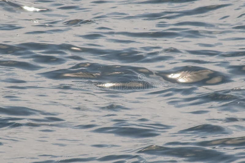 Sea Surface and Waves for Background Stock Image - Image of deep ...