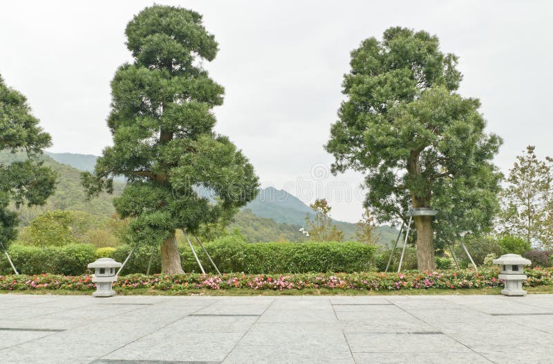 Podo Tree Stock Photos - Free & Royalty-Free Stock Photos from Dreamstime