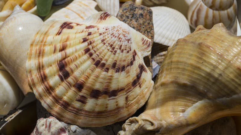 Sea Theme Background, Stones and Shells of Different Shapes Stock Image ...
