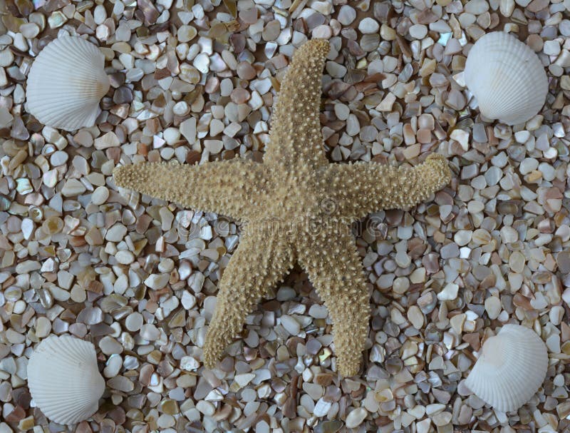 Sea Themed Background with Decorative Shell Design Stock Image - Image ...