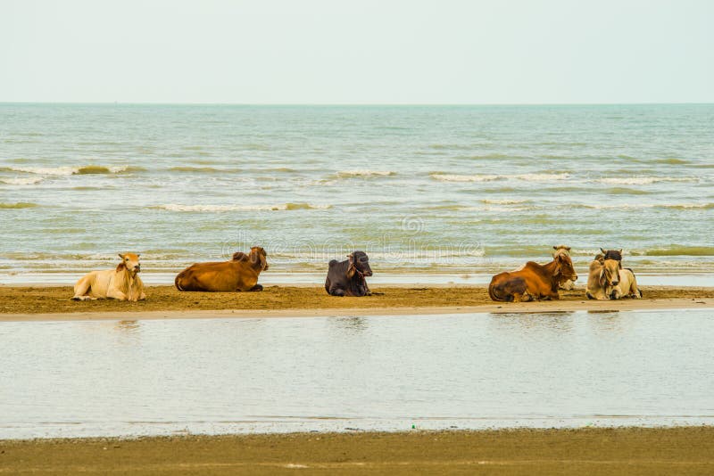 Cow relaxing on the beach stock photo. Image of animal - 109120480