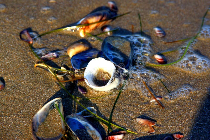 Shells on wet sand stock image. Image of sand, washed - 100425493