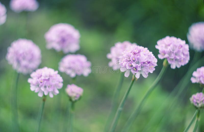 Sea Thrift - Armeria Maritima , Flowers Blooming in a Meadow Stock ...