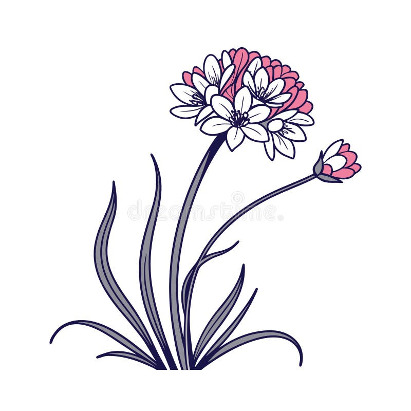 Sea Thrift Flower Illustration with Bold Outline Stock Photo ...