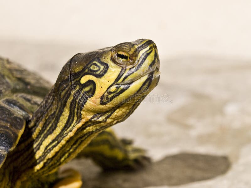 Sea tortoise stock photo. Image of macro, turtle, head - 54277754