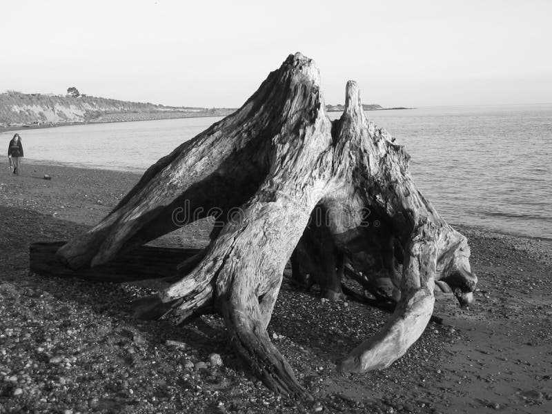 Sea Tree stock image. Image of postal, victoria, canada - 1029615