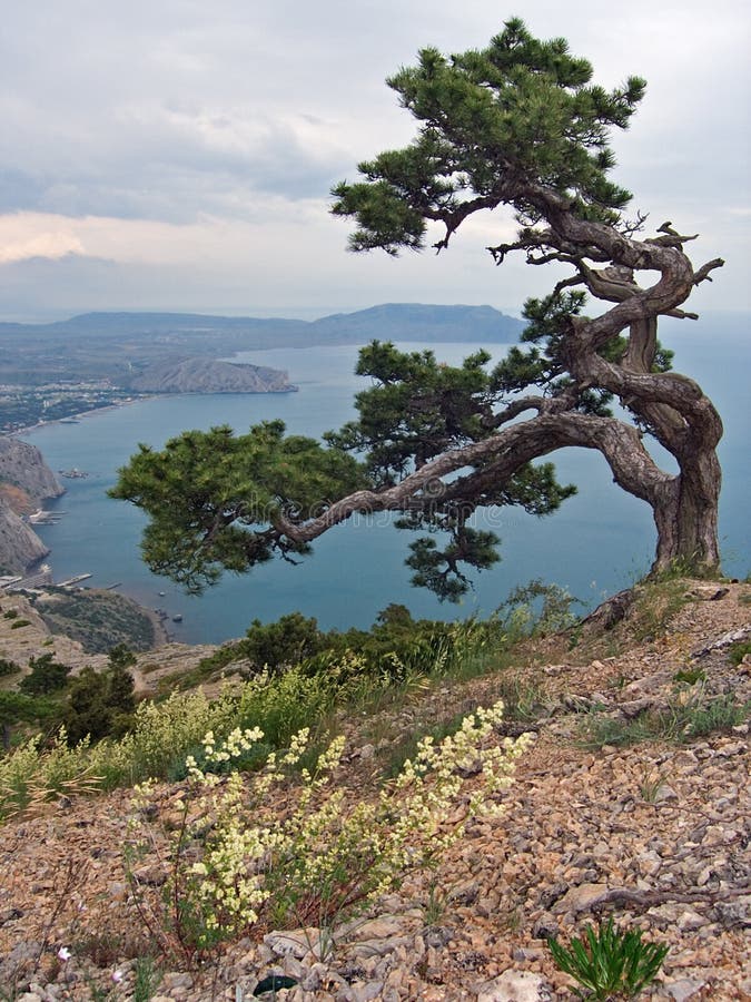 Sea and tree stock image. Image of rocky, season, green - 1530511
