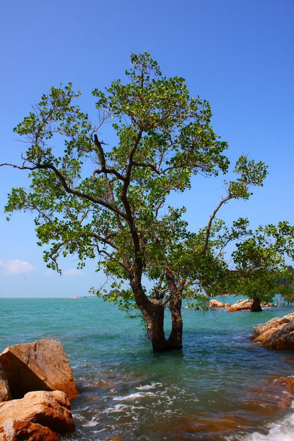 Sea and tree stock photo. Image of asia, water, beauty - 18237532