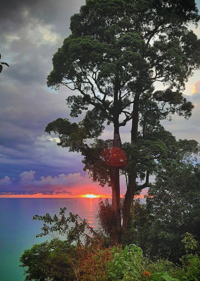 The sea and the tree stock image. Image of wind, nature - 208455941