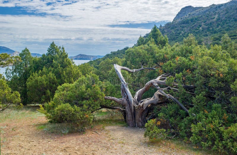 Sea and tree stock photo. Image of flower, coastline - 25046068
