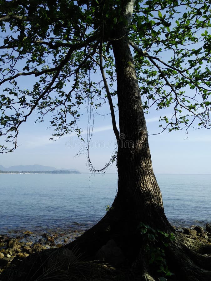 Sea and tree stock image. Image of rock, tree, stone - 85345407