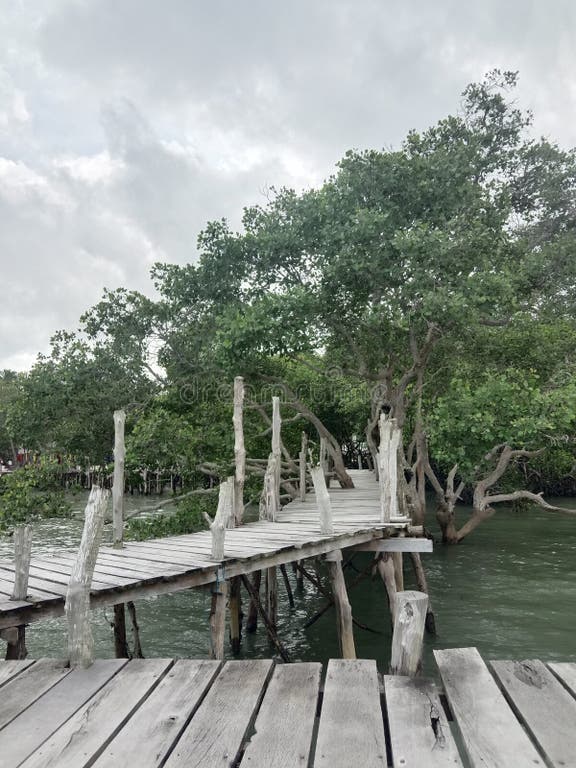 Sea and tree lo stock image. Image of beach, road, tree - 265990923