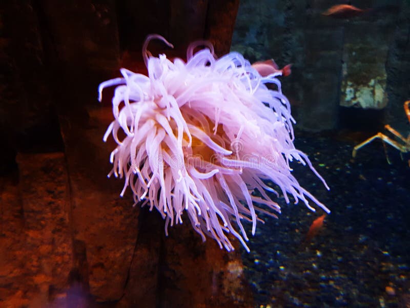 Sea tree stock photo. Image of scenery, tree, nice, beautiful - 89231400