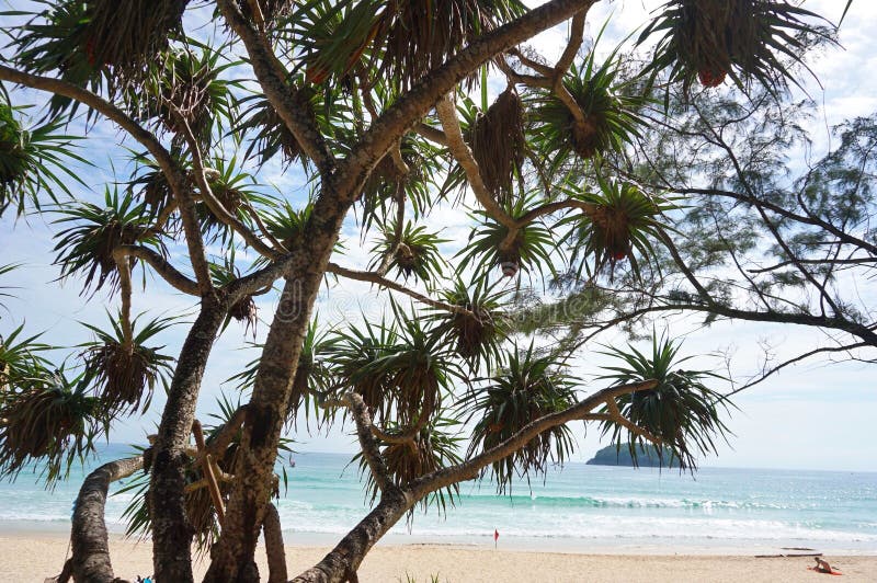 Sea&tree stock image. Image of sand, tree, phuket - 119659759