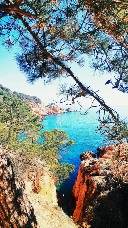 Sea and trees stock image. Image of trees, terrain, coast - 186022775