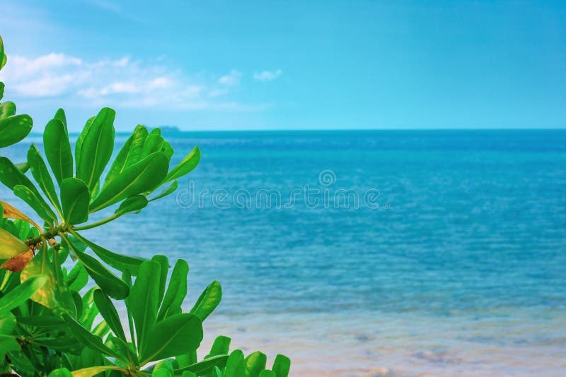 Sea Tropical Landscape. Green Leaves on the Sea Shore Stock Photo ...