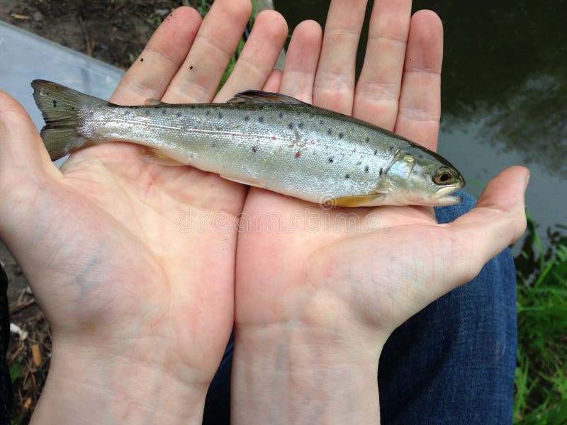 Sea trout stock photo. Image of cornwall, pond, carp - 84308142