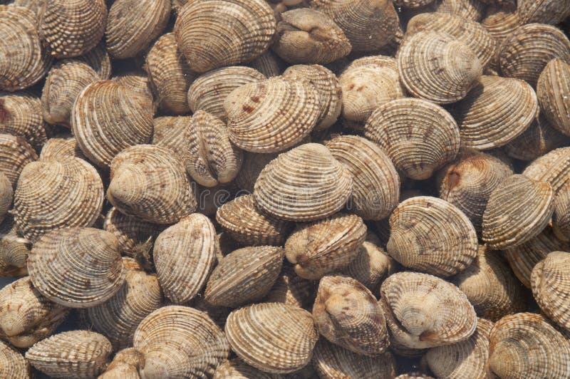 Zebra Mussels stock photo. Image of animal, zebra, michigan - 21841610