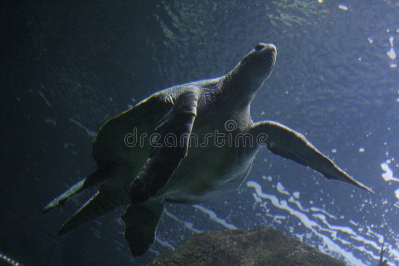 Sea turtle stock photo. Image of soft, fins, coral, tails - 1009500