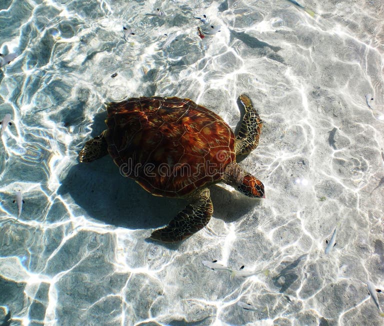 Sea Turtle stock photo. Image of salt, beach, mullet - 13710892