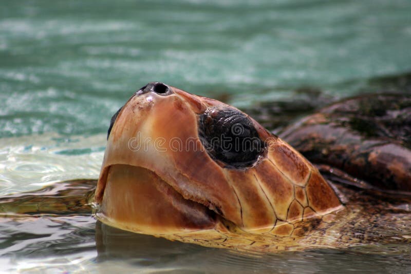 Sea Turtle stock image. Image of head, shell, mammal - 16344611