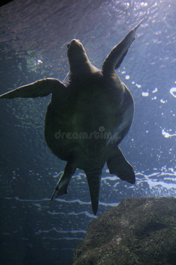 Sea turtle 2 stock image. Image of wildlife, turtle, fins - 1009503