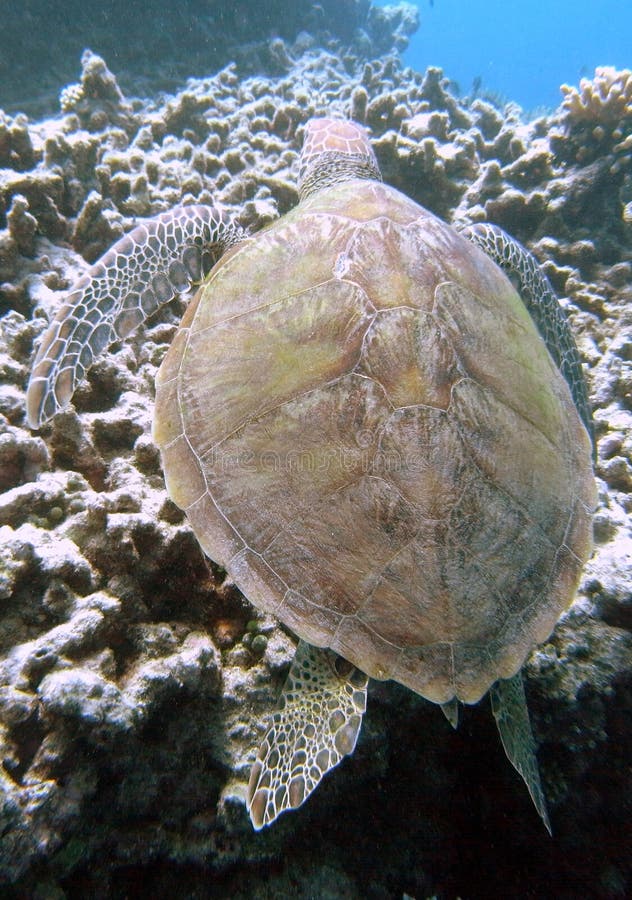 1+ Sea turtle vertical Free Stock Photos - StockFreeImages