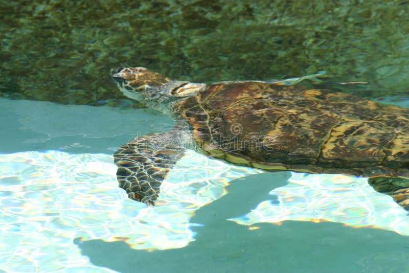 Turtles swimming in tank stock photo. Image of show, blue - 170876
