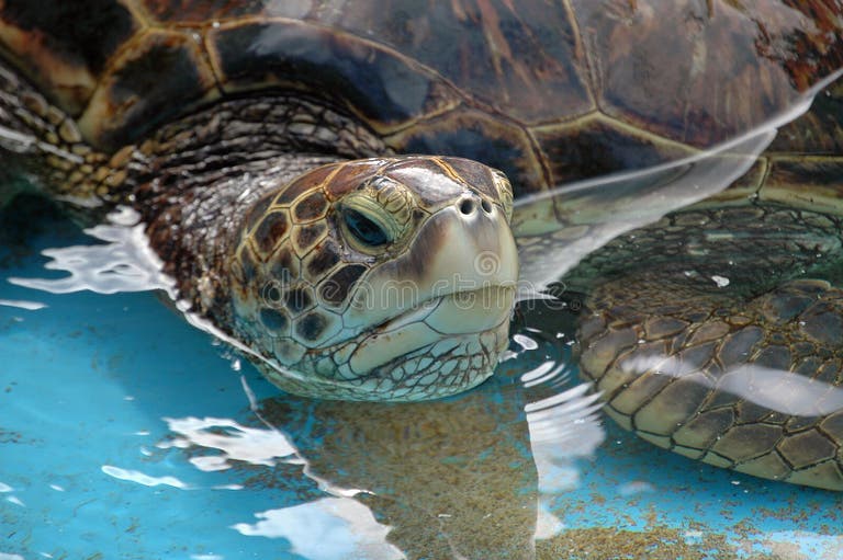 1,243 Green Sea Turtle Eye Stock Photos - Free & Royalty-Free Stock ...