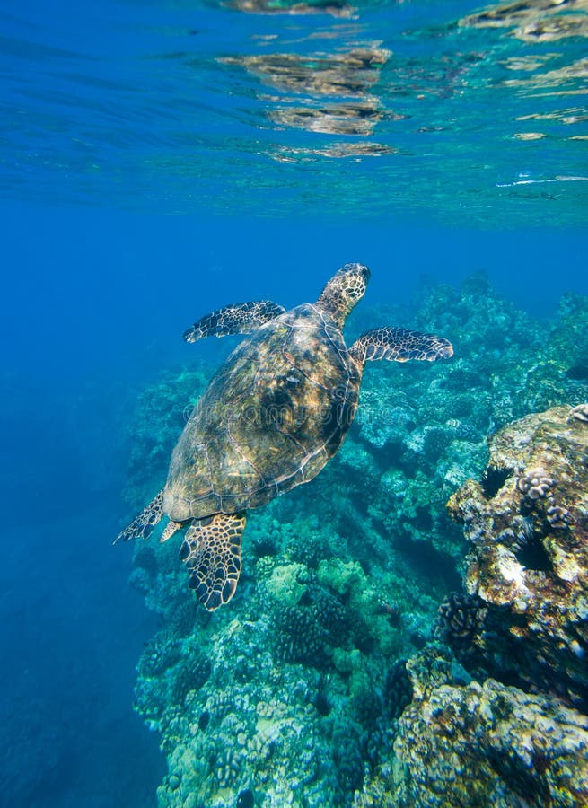 Green Turtle Underwater in Mexican Scenery Stock Image - Image of ...
